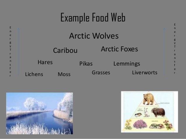 Arctic Tundra Food Chain