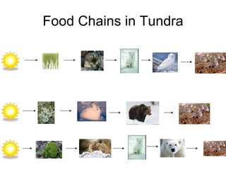 Tundra | PPT