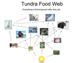 Simple Tundra Food Chain