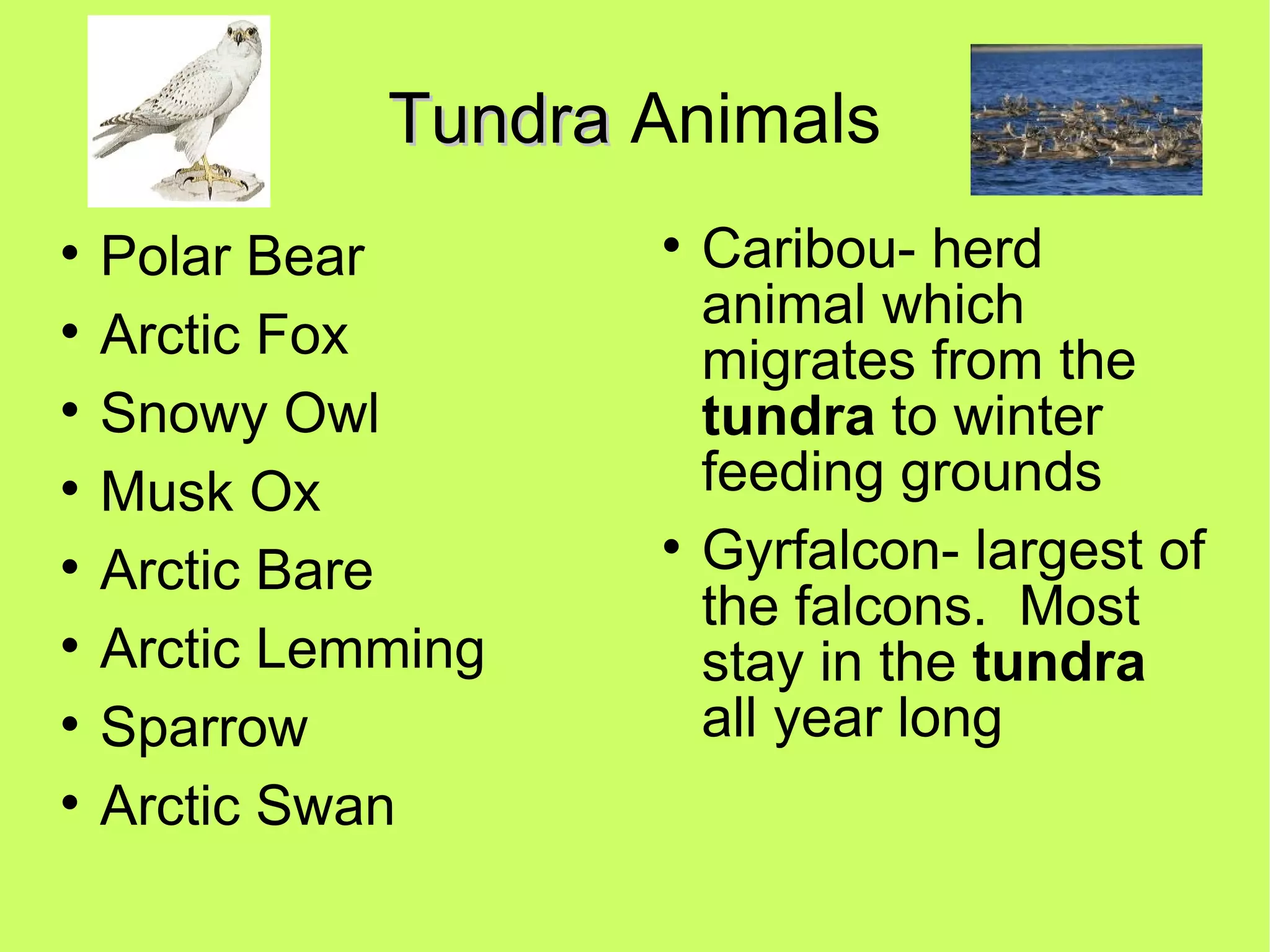 Tundra | PPT