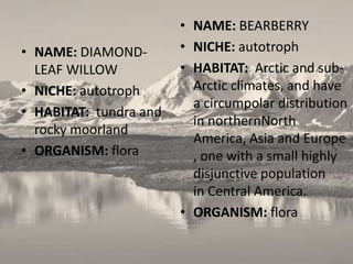 Tundra | PPTX