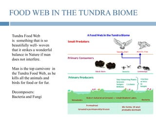 Tundra Biome Food Web