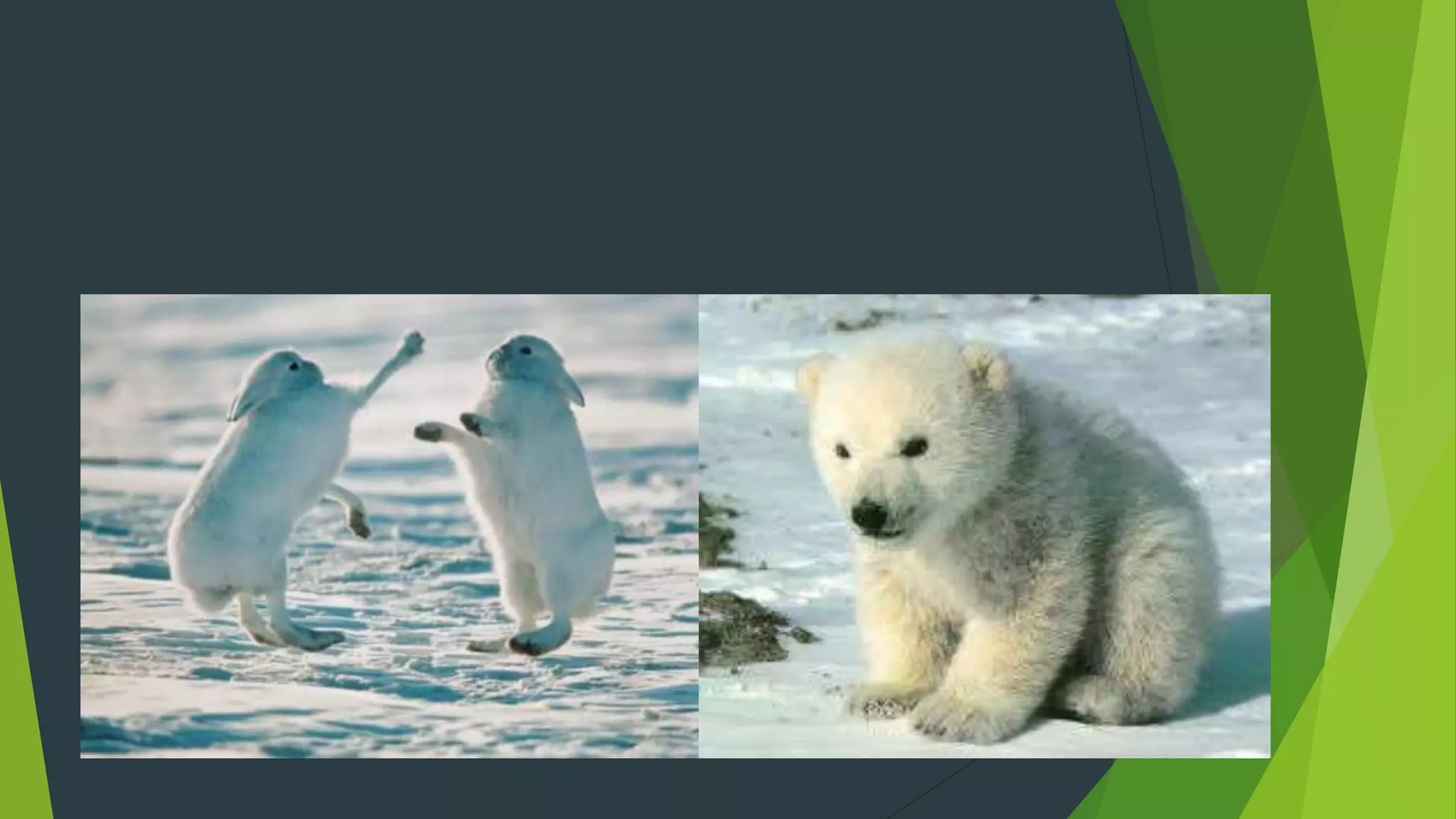 Tundra Ecosystem | PPTX