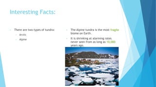 Tundra | PPTX