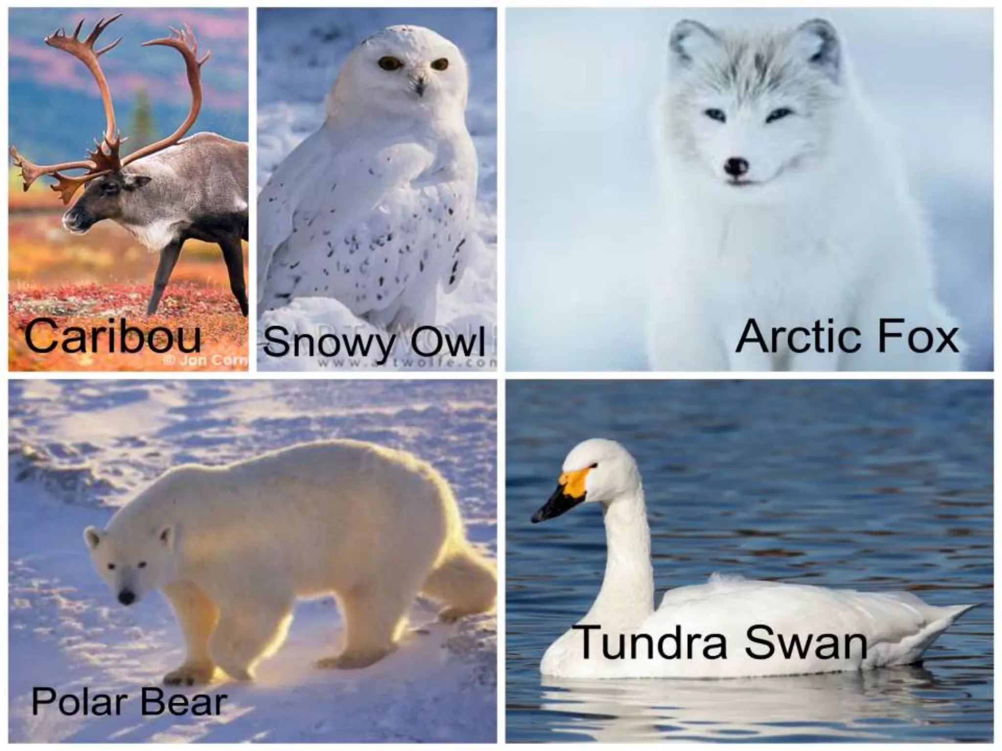 Tundra | PPTX