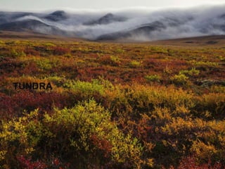 Tundra | PPTX