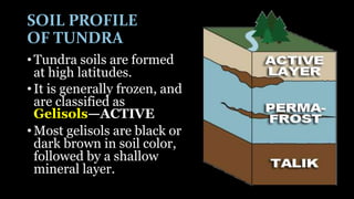 Arctic Tundra Soil Layers