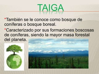 Tundra taiga | PPTX