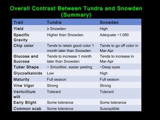 Tundra, a new potato variety with long storage | PPT