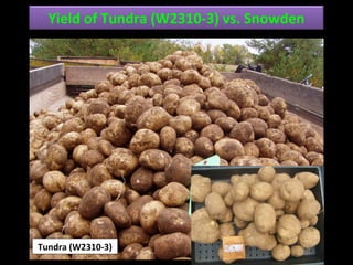 Tundra, a new potato variety with long storage | PPT