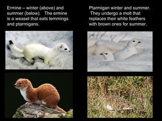 Ermine In The Tundra