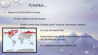 Tundra Biome | PPTX