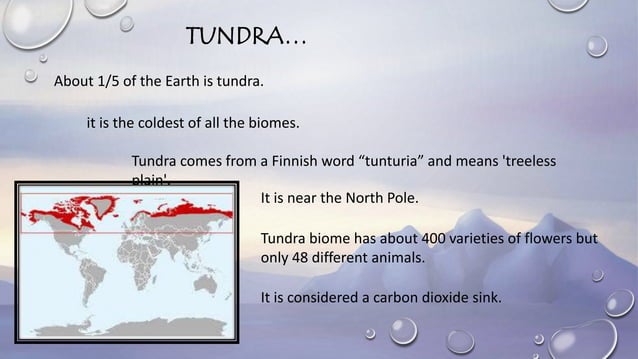Tundra Biome | PPT