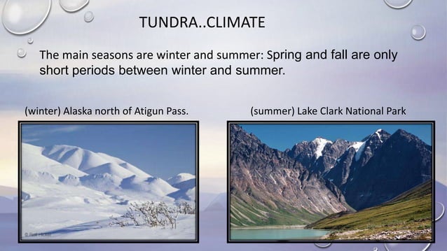 Tundra Biome | PPT