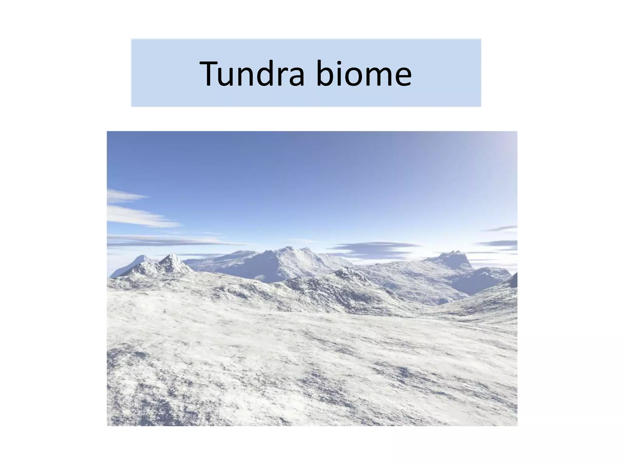 Tundra biome | PPT