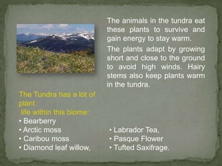 How Does Labrador Tea Adapt To The Tundra