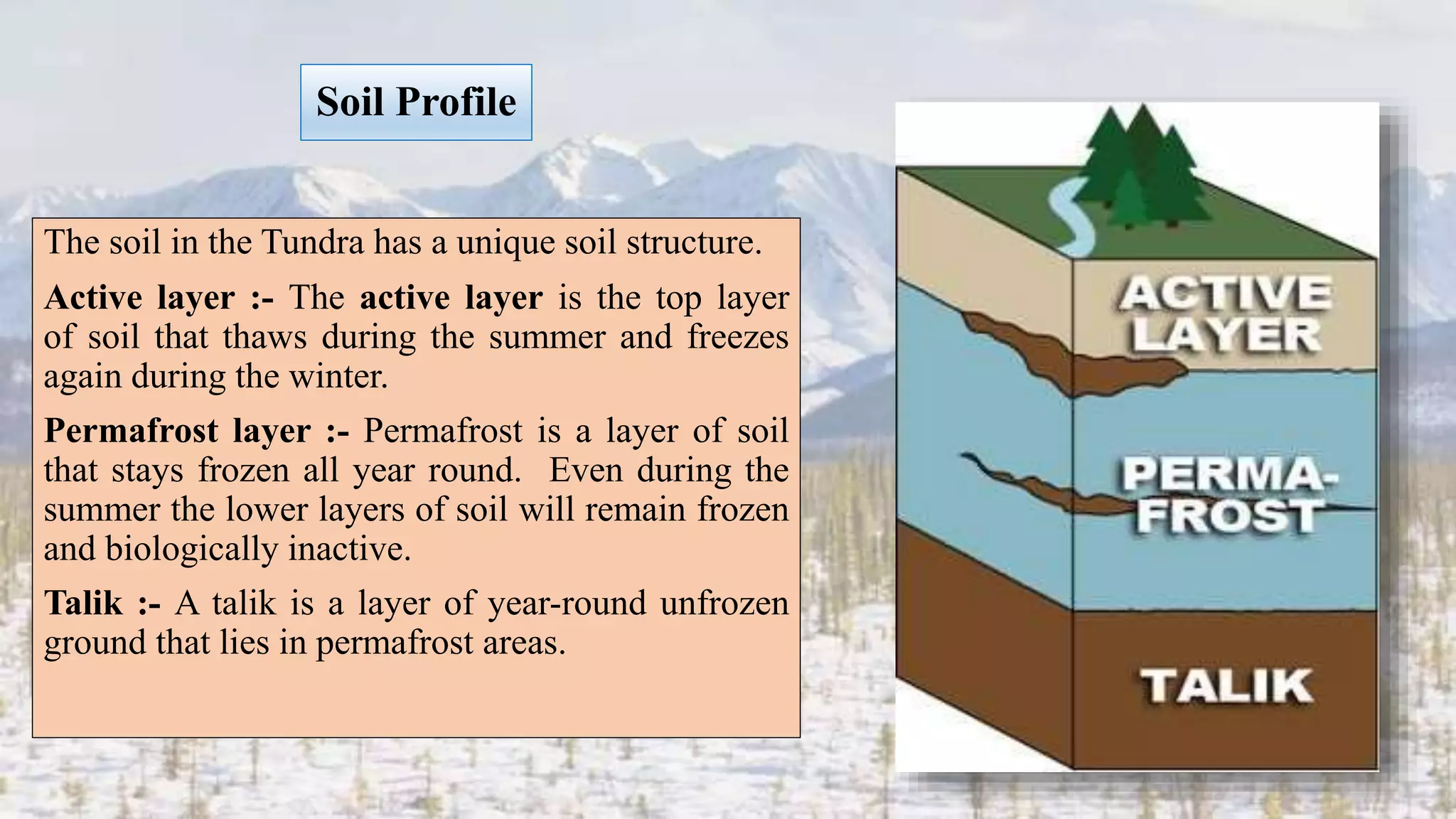 Tundra Biome - A descriptive study | PPT