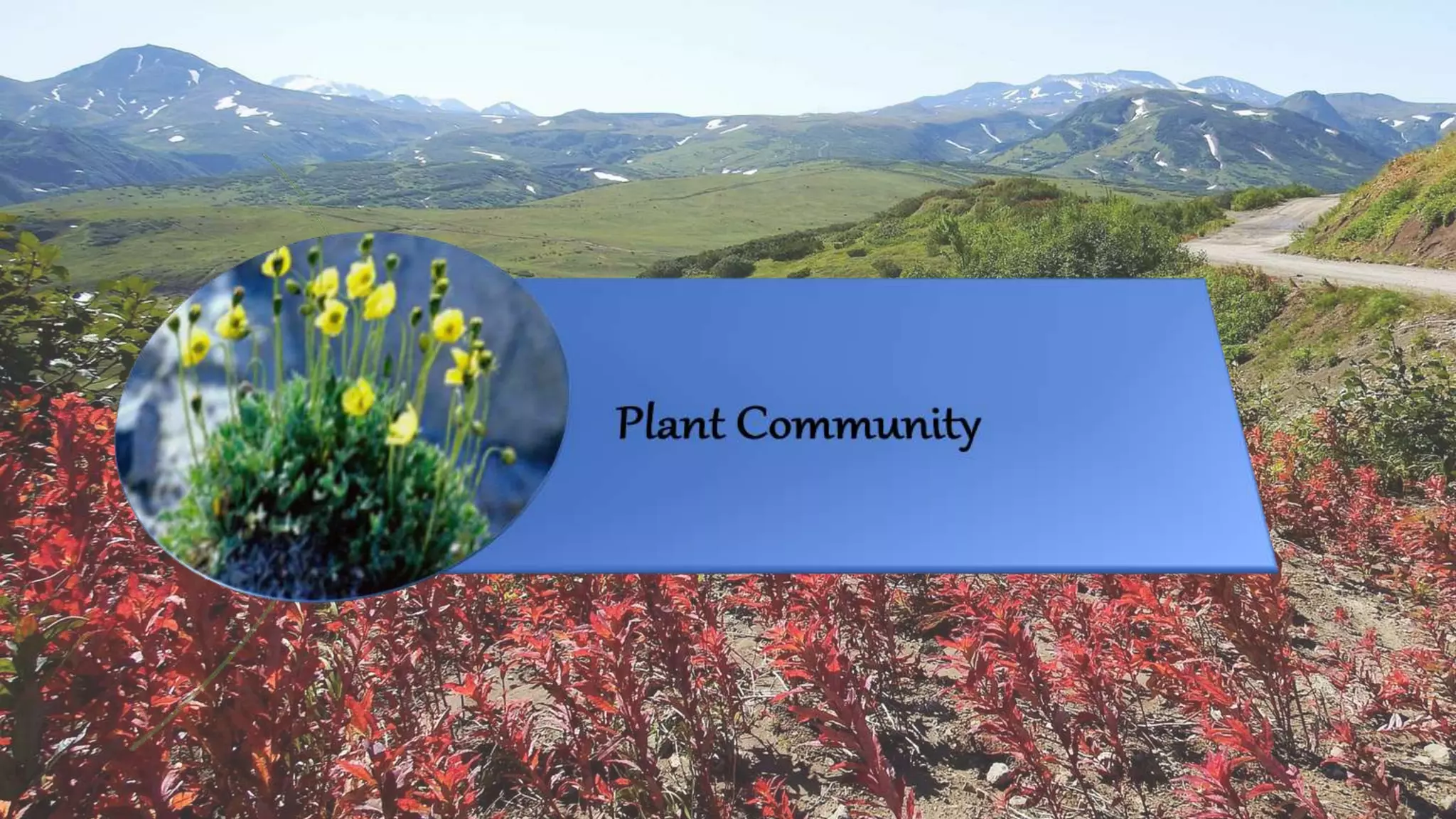 Tundra Biome - A descriptive study | PPT