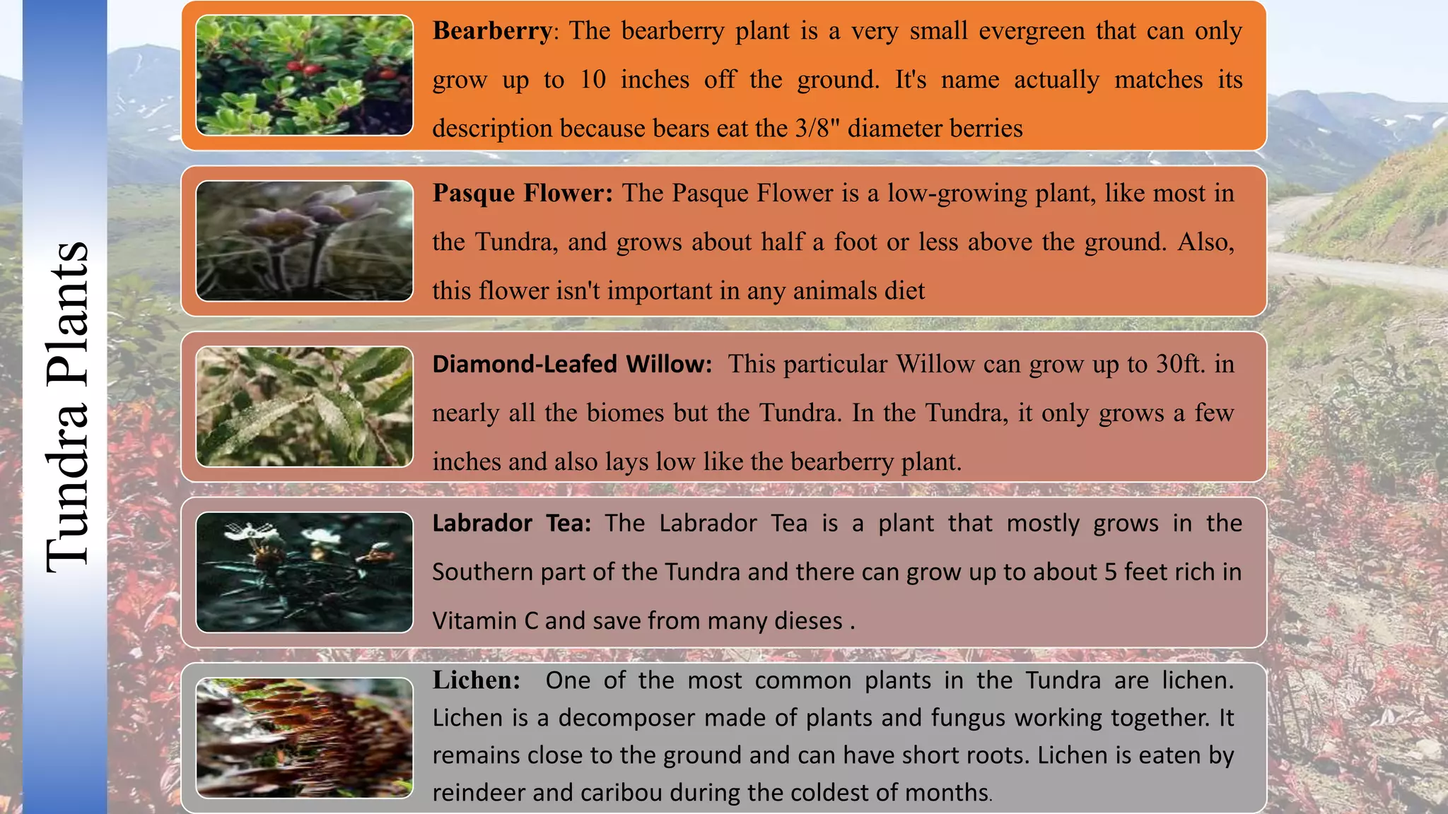 Tundra Biome - A descriptive study | PPT