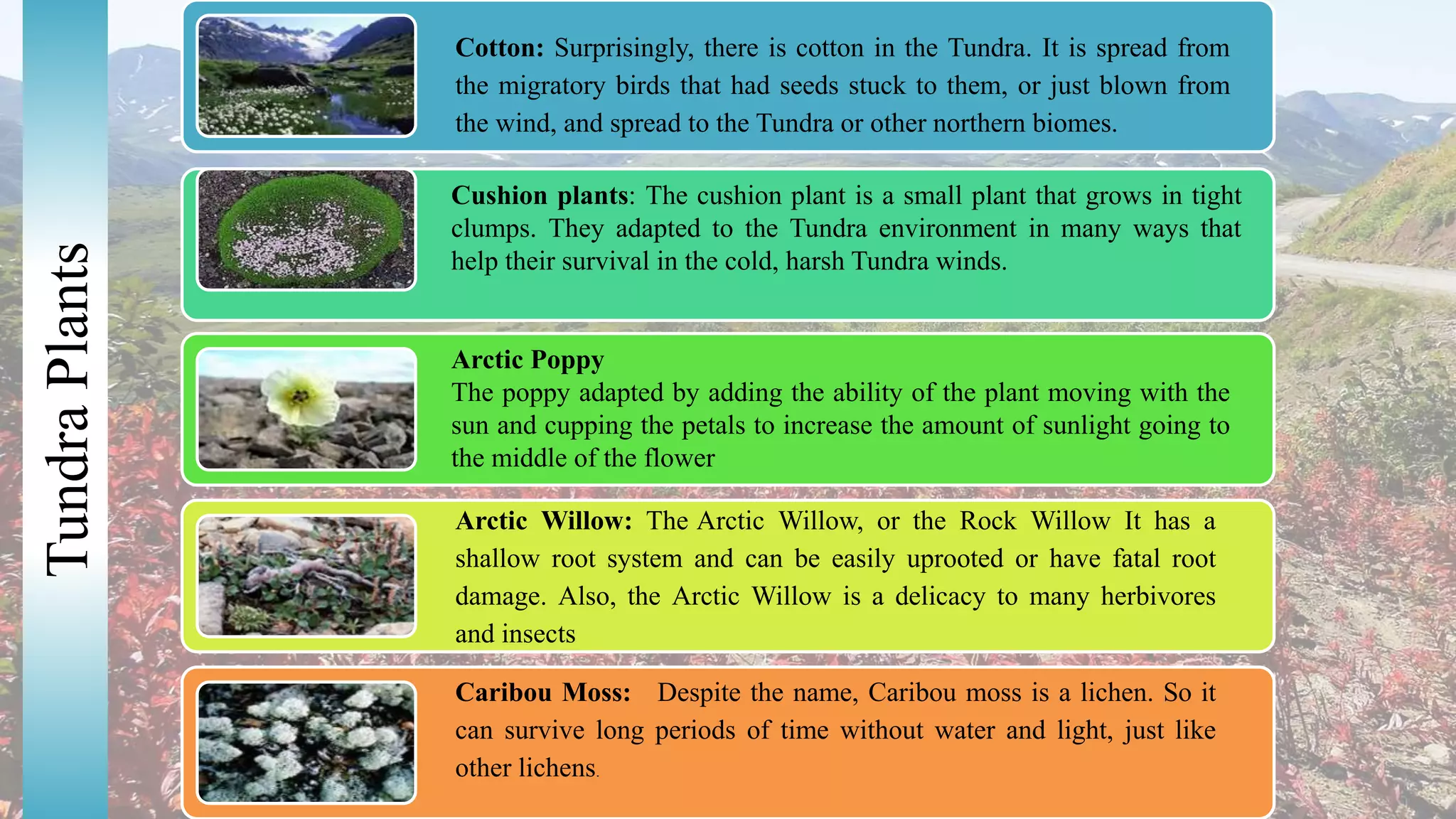 Tundra Biome - A descriptive study | PPT