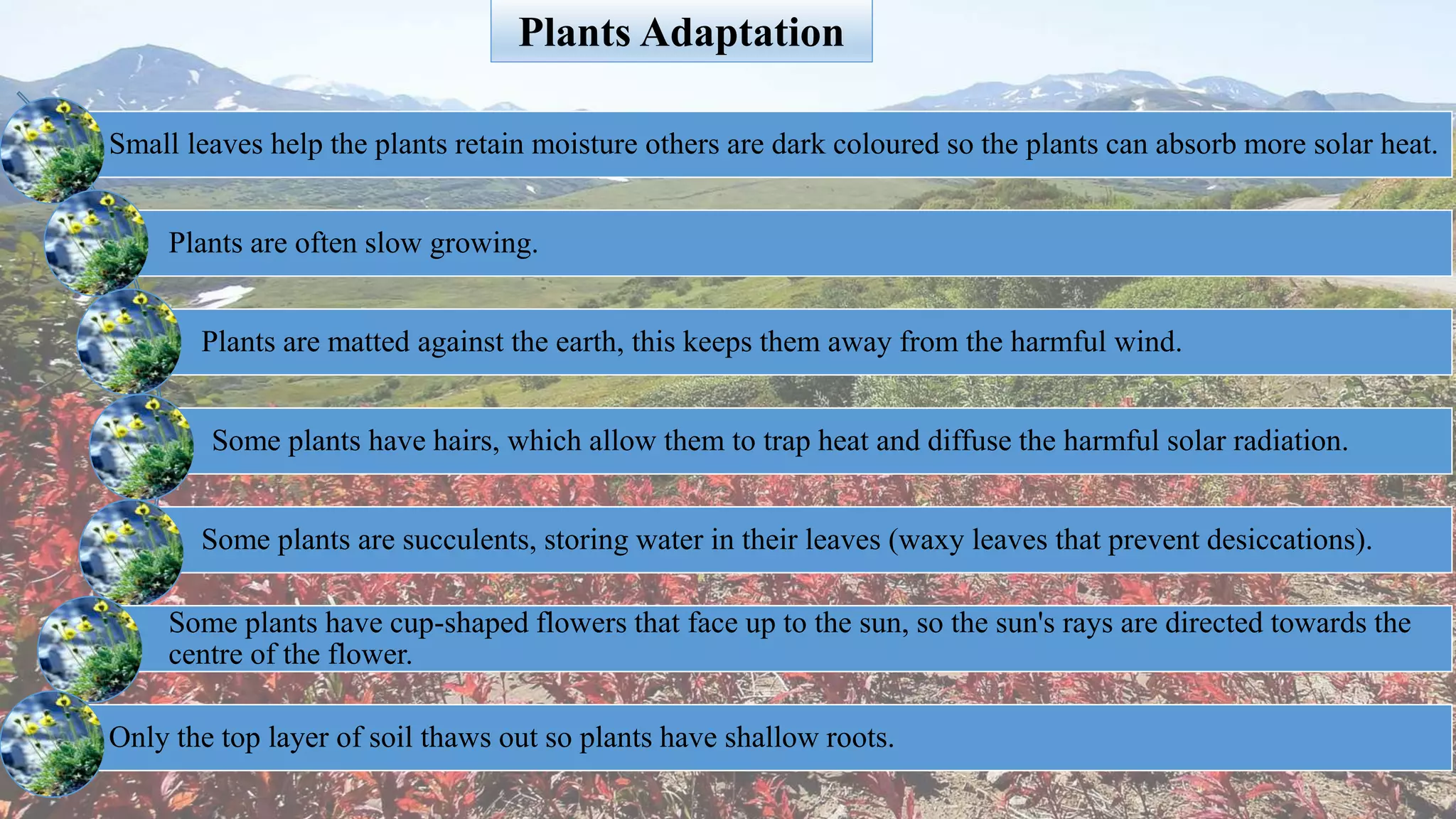 Tundra Biome - A descriptive study | PPT