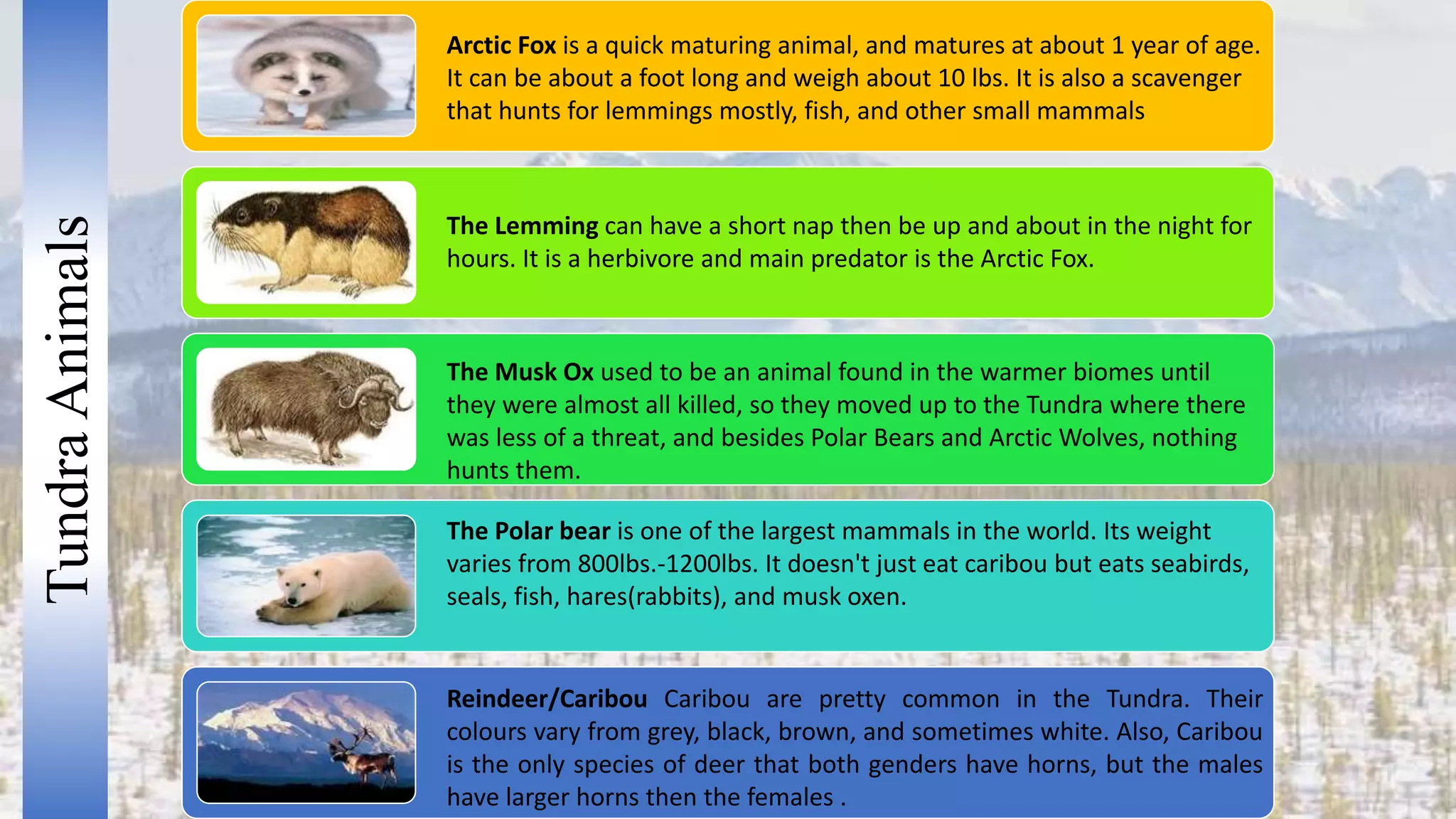 Tundra Biome - A descriptive study | PPT