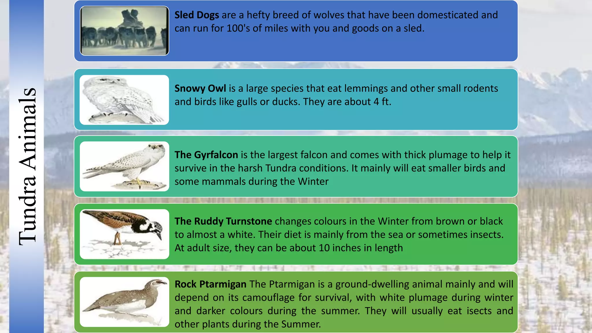 Tundra Biome - A descriptive study | PPT