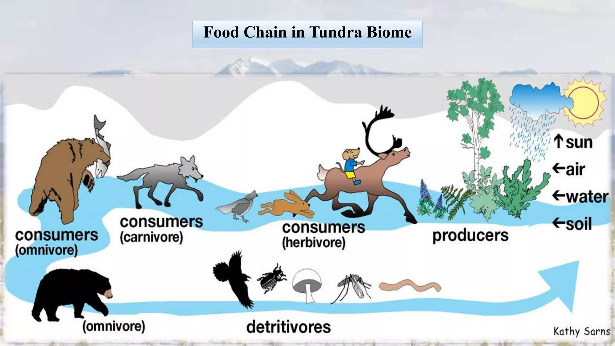 Tundra Biome - A descriptive study | PPT