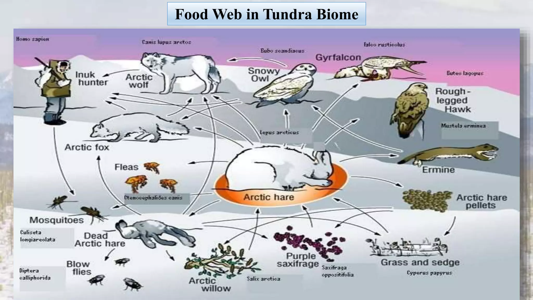 Tundra Biome - A descriptive study | PPT