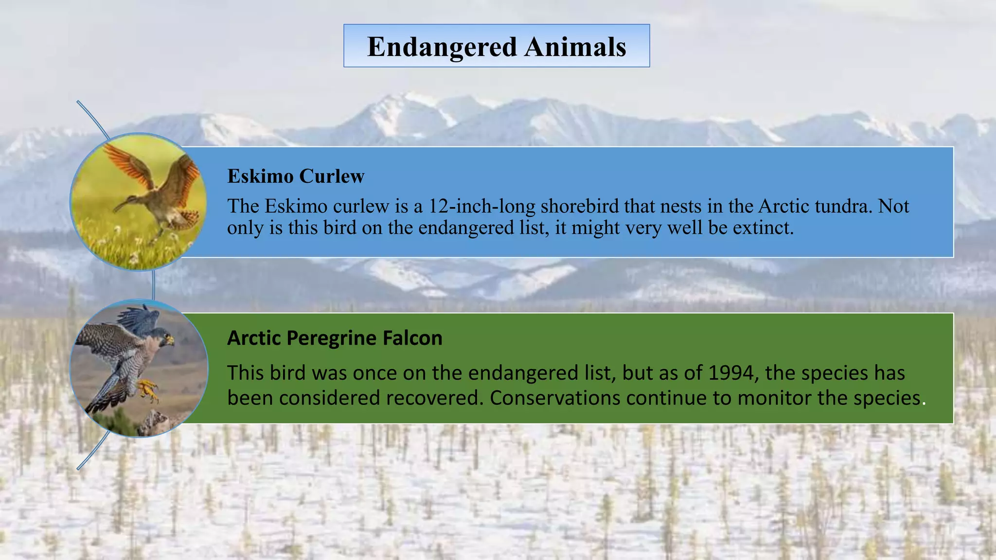 Tundra Biome - A descriptive study | PPT
