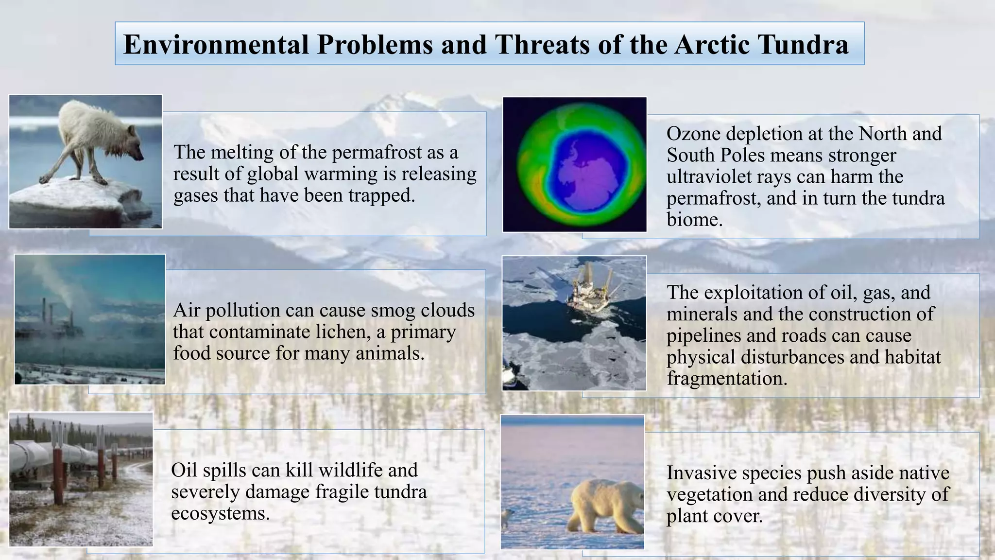 Tundra Biome - A descriptive study | PPT