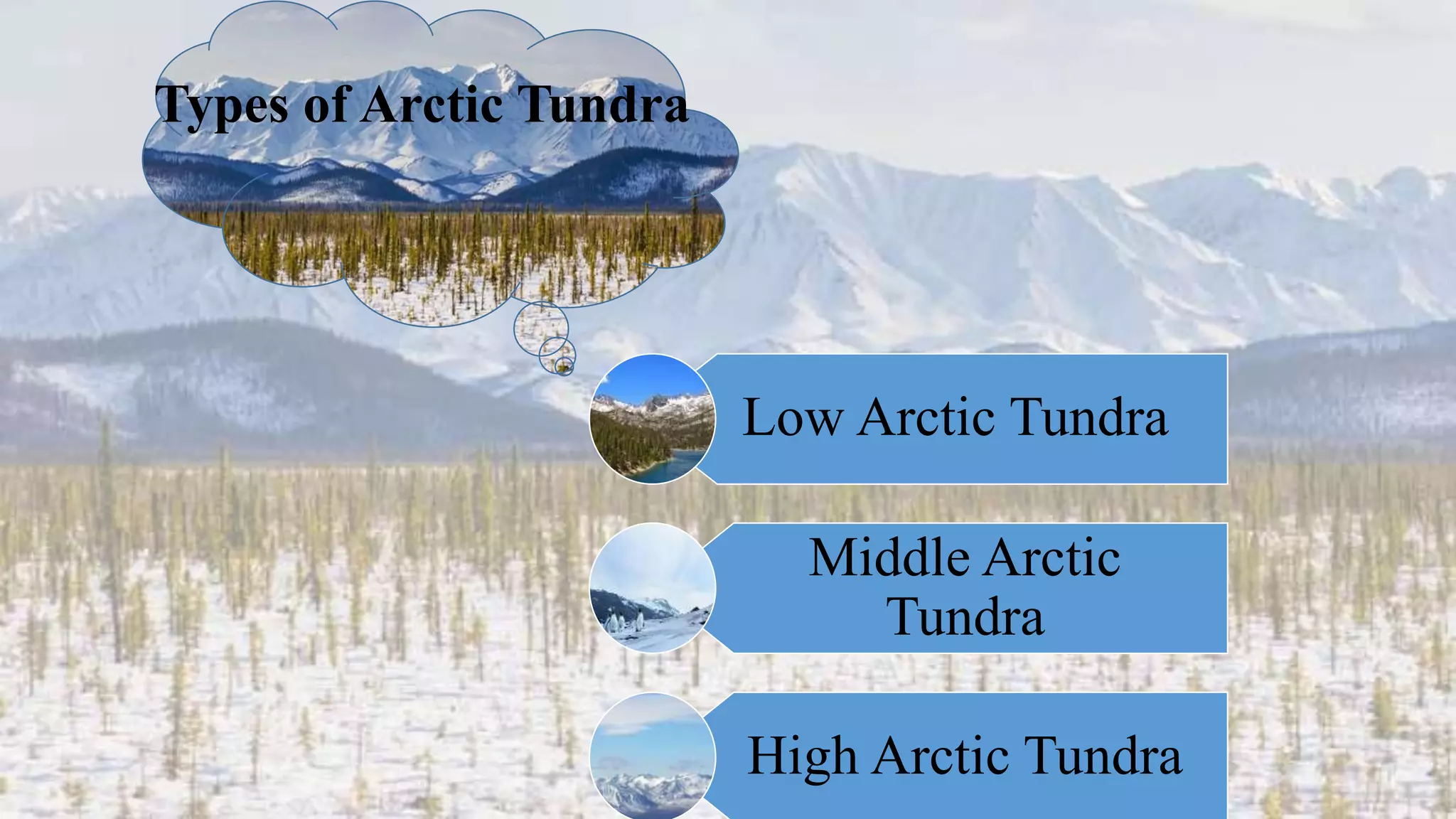 Tundra Biome - A descriptive study | PPT