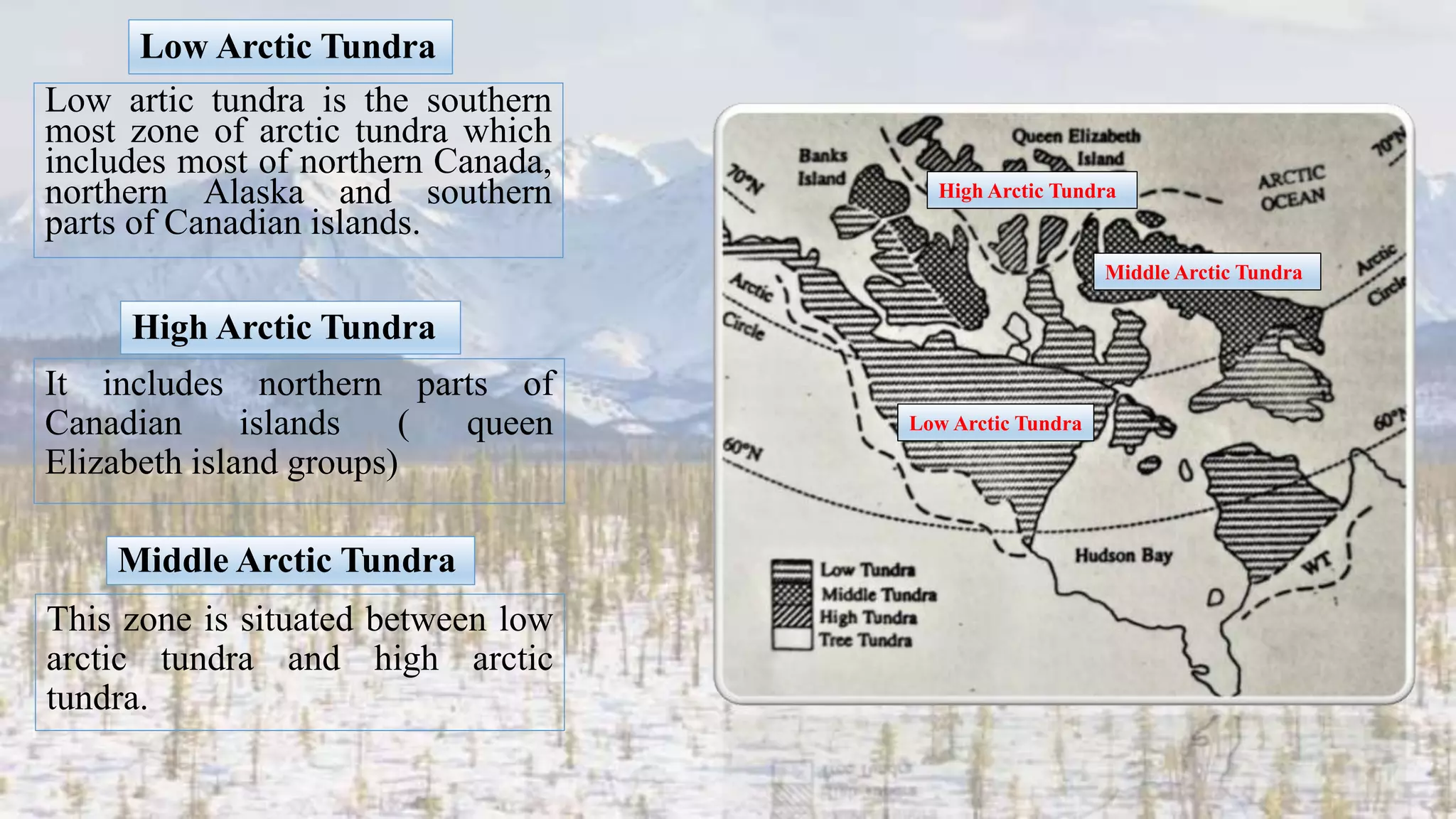 Tundra Biome - A descriptive study | PPT
