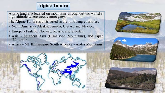 Tundra Biome - A descriptive study | PPT
