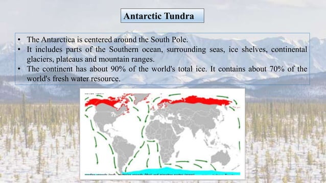 Tundra Biome - A descriptive study | PPT