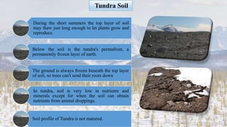 Tundra Biome - A descriptive study | PPTX
