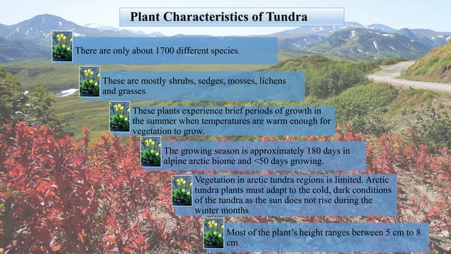 Tundra Biome - A descriptive study | PPT