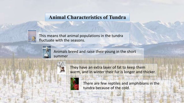 Tundra Biome - A descriptive study | PPT