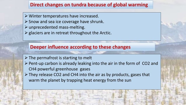 Tundra Biome - A descriptive study | PPT