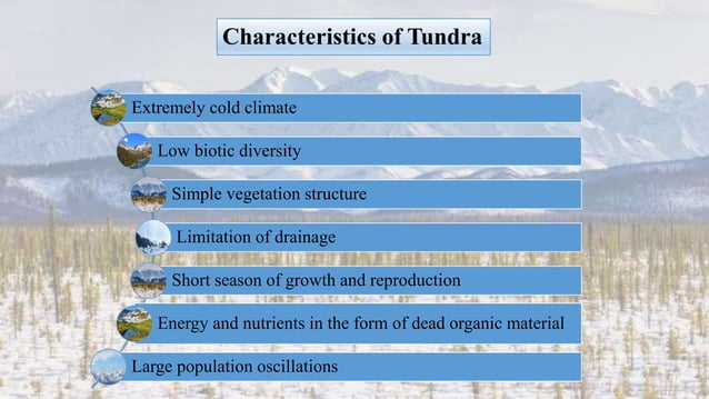Tundra Biome - A descriptive study | PPT