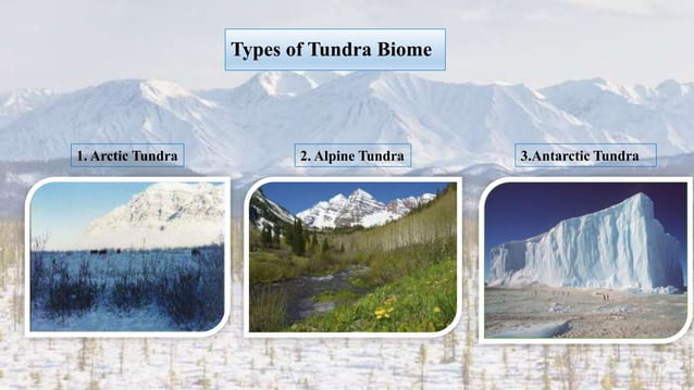 Tundra Biome - A descriptive study | PPT