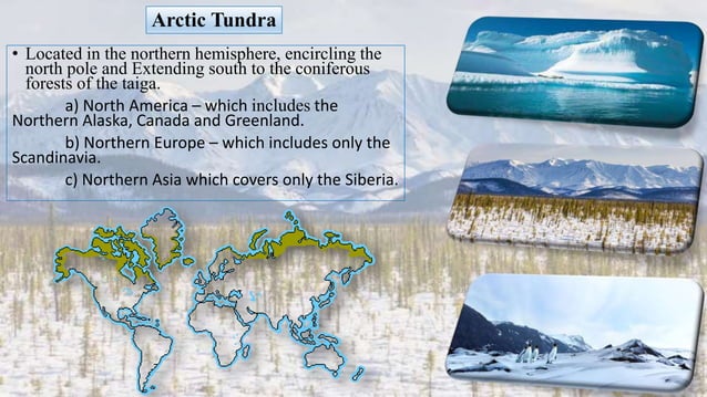 Tundra Biome - A descriptive study | PPT