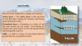 Arctic Tundra Soil Layers