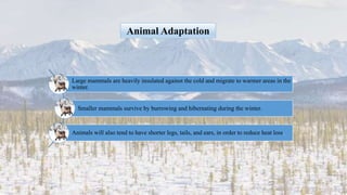 What Adaptation Does A Labrador Tea Have In The Tundra