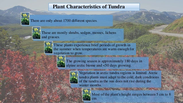 Tundra Land Biome Description And Characteristics
