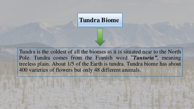Tundra Land Biome Description And Characteristics