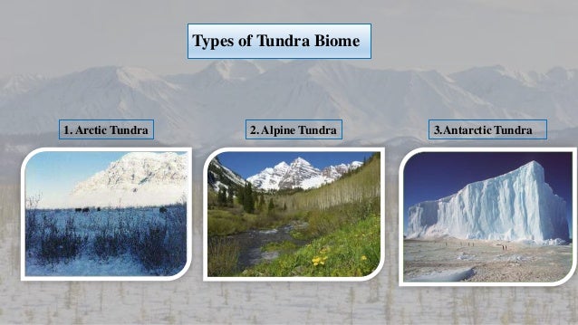 Tundra Biome - A descriptive study