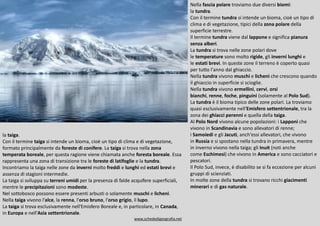 Tundra e Taiga | PDF