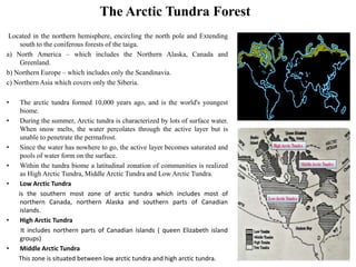 Tundra forest | PPT