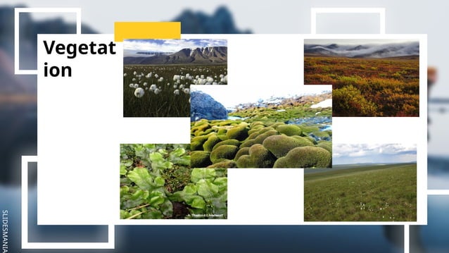 Different types of ecosystems: Tundra ecosystem | PPTX